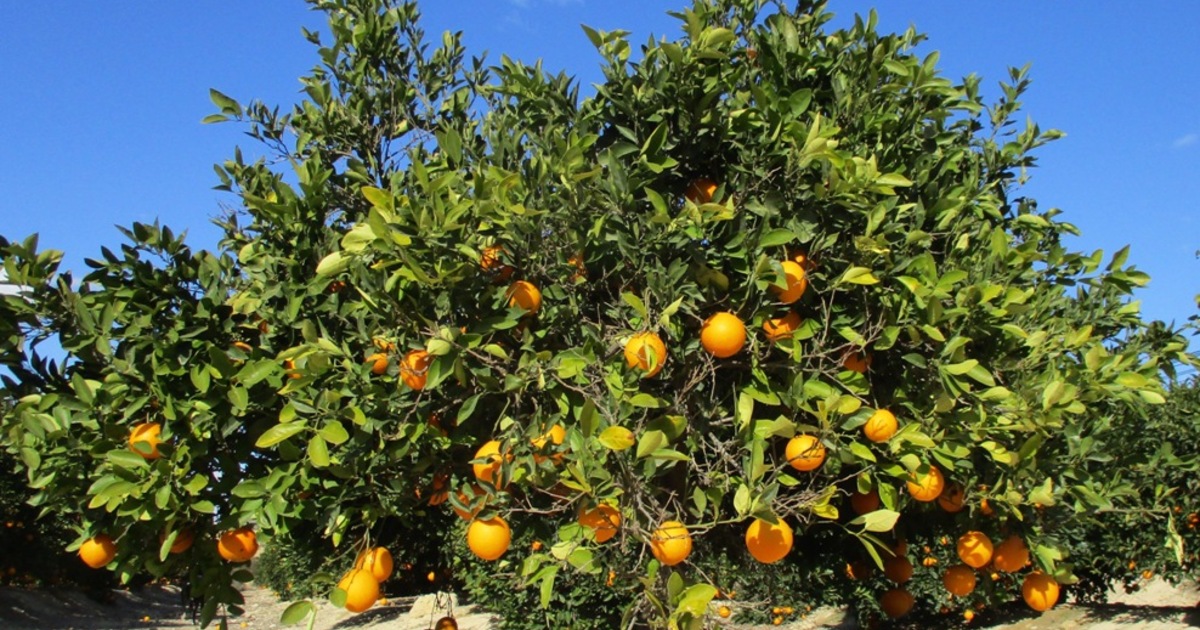 Spain's Hidden Gems: Algorfa, the Costa Blanca's little pueblo with a ...